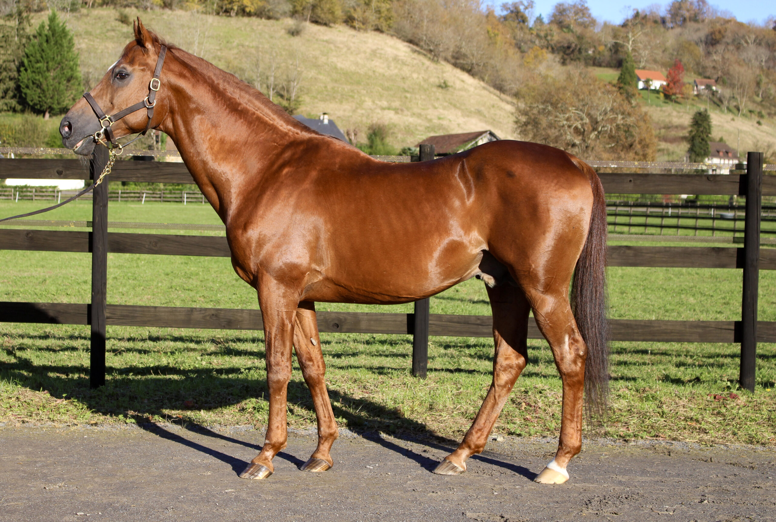 Stallions – Haras Saint Faust